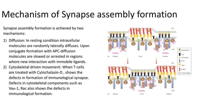 Immunological synapse | PPT