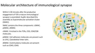 Immunological synapse | PPT