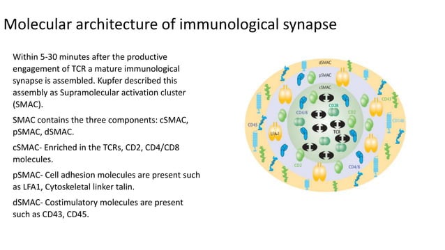 Immunological synapse | PPT