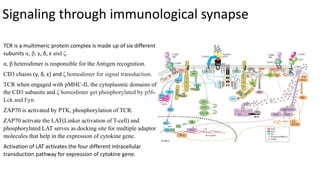 Immunological synapse | PPT
