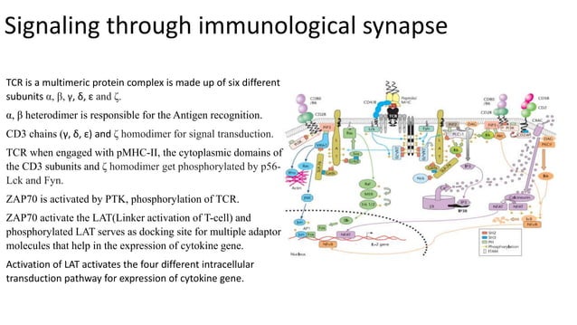 Immunological synapse | PPT
