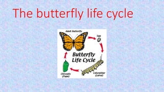 The life cycle & Metamorphosis | PPTX