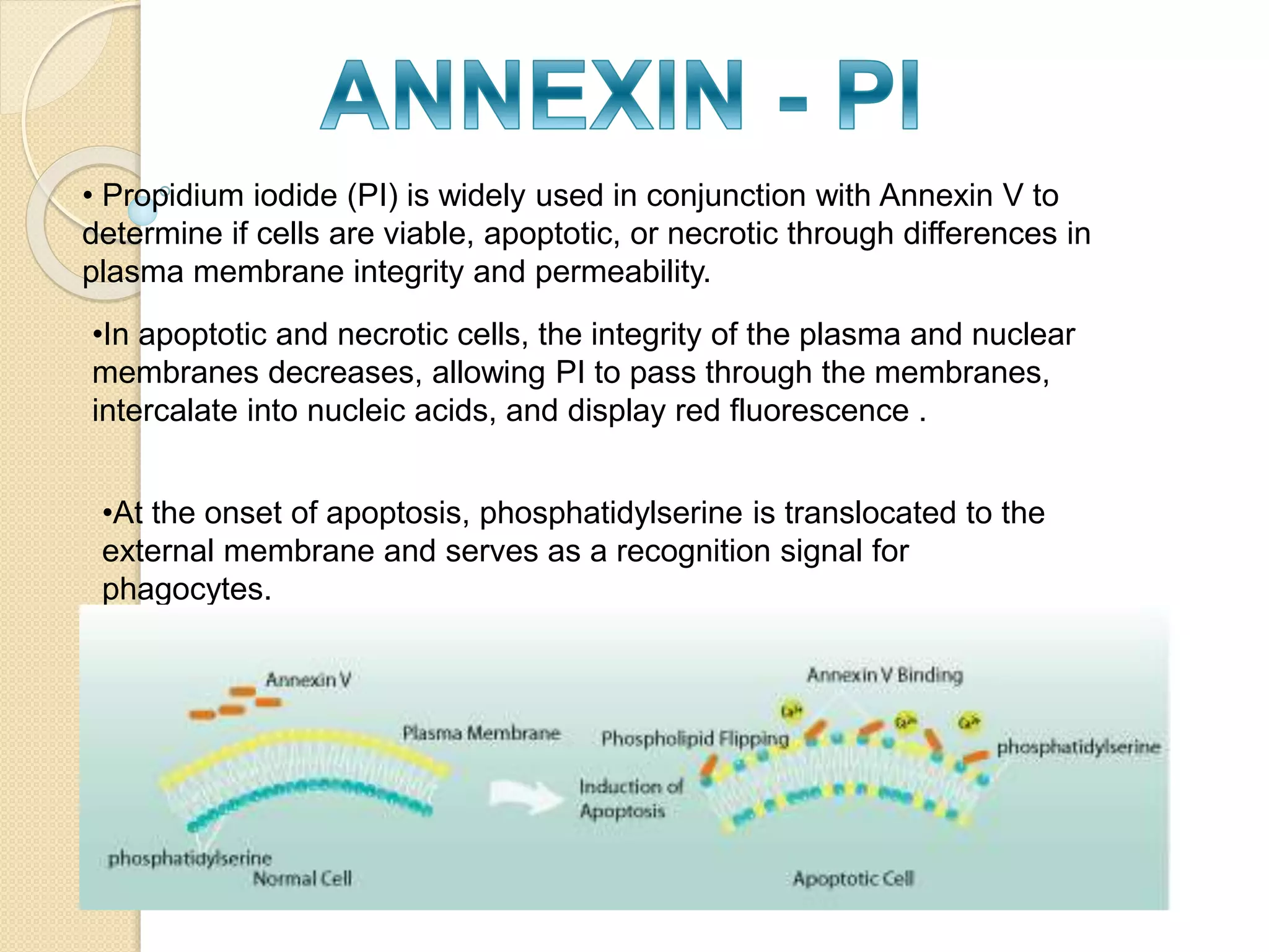 fluorescence, MTT, JC-1,ANNEXIN PI | PPTX