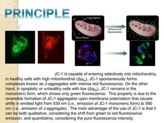 fluorescence, MTT, JC-1,ANNEXIN PI | PPTX