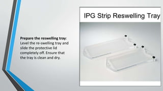 2 -D GEL ELECTROPHORESIS | PPTX