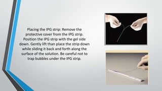 2 -D GEL ELECTROPHORESIS | PPTX