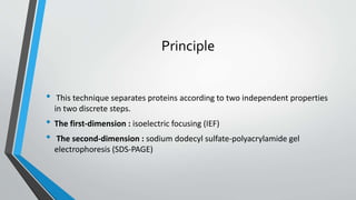 2 -D GEL ELECTROPHORESIS | PPTX