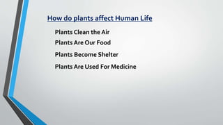 PLANT ECOLOGY | PPTX
