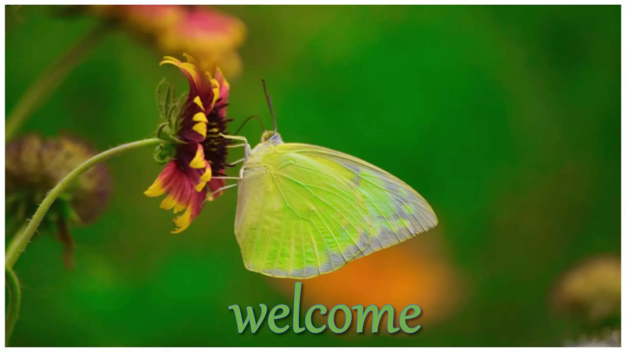 Insect Vector of Plant Viral Diseases | PPTX