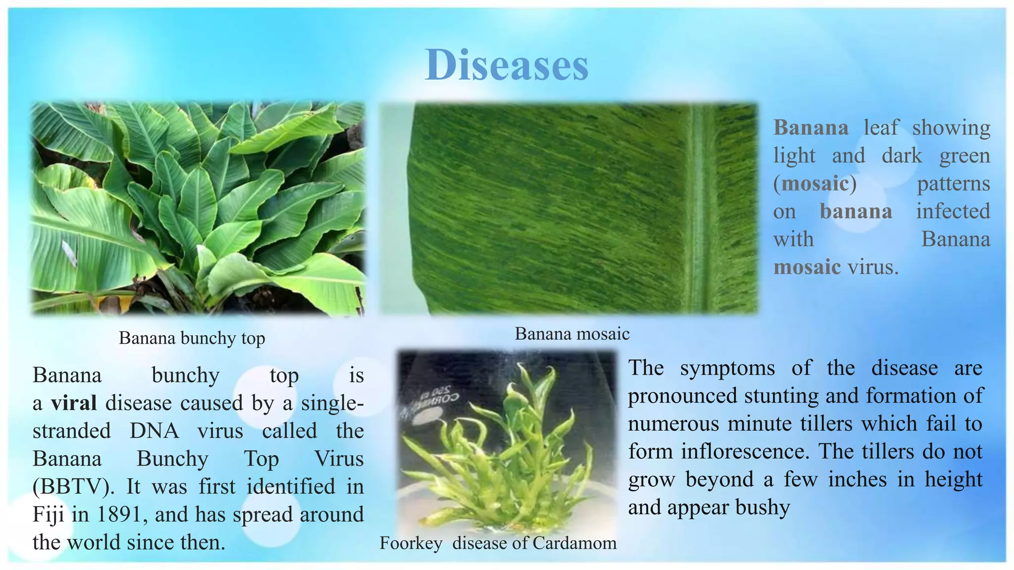 Insect Vector of Plant Viral Diseases | PPTX
