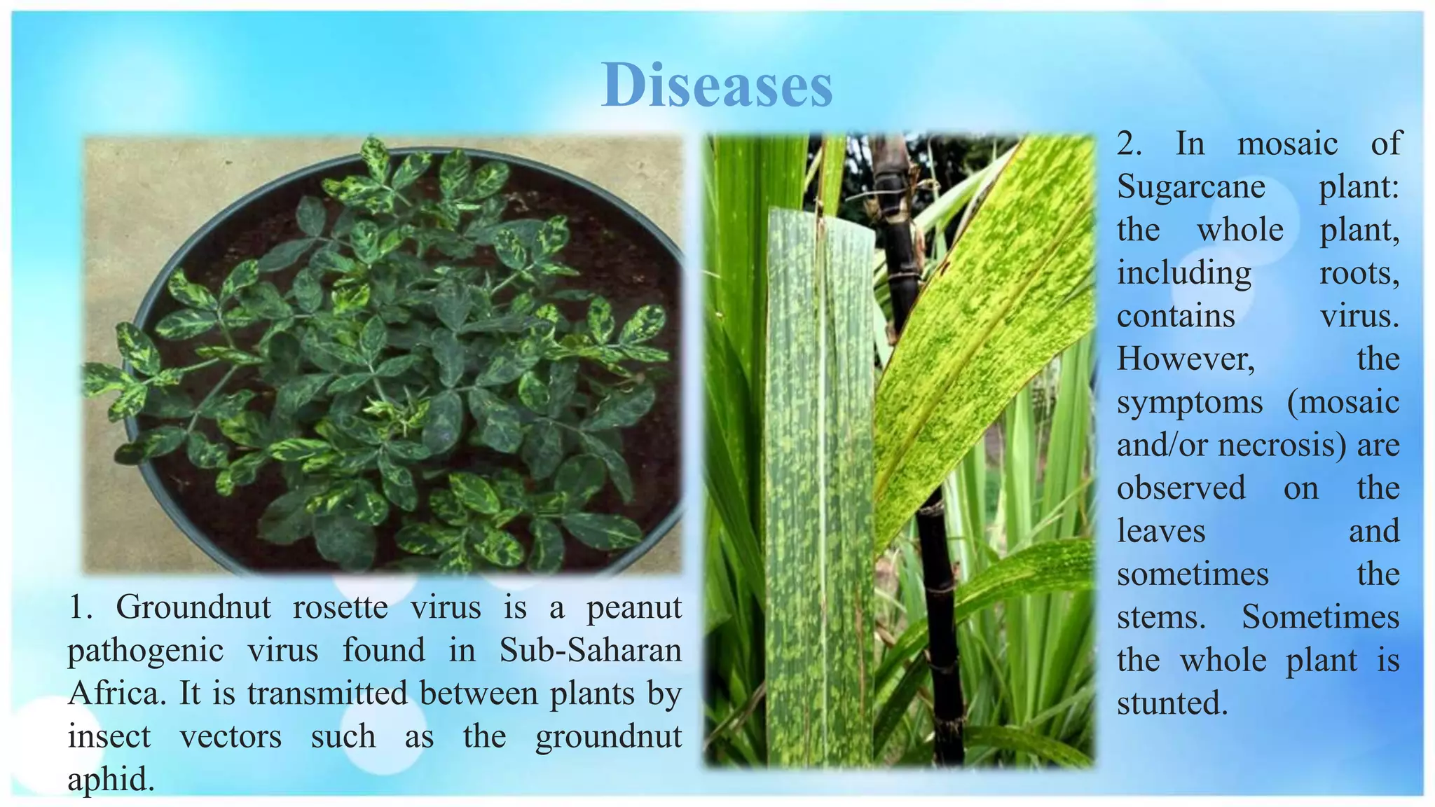 Insect Vector of Plant Viral Diseases | PPTX