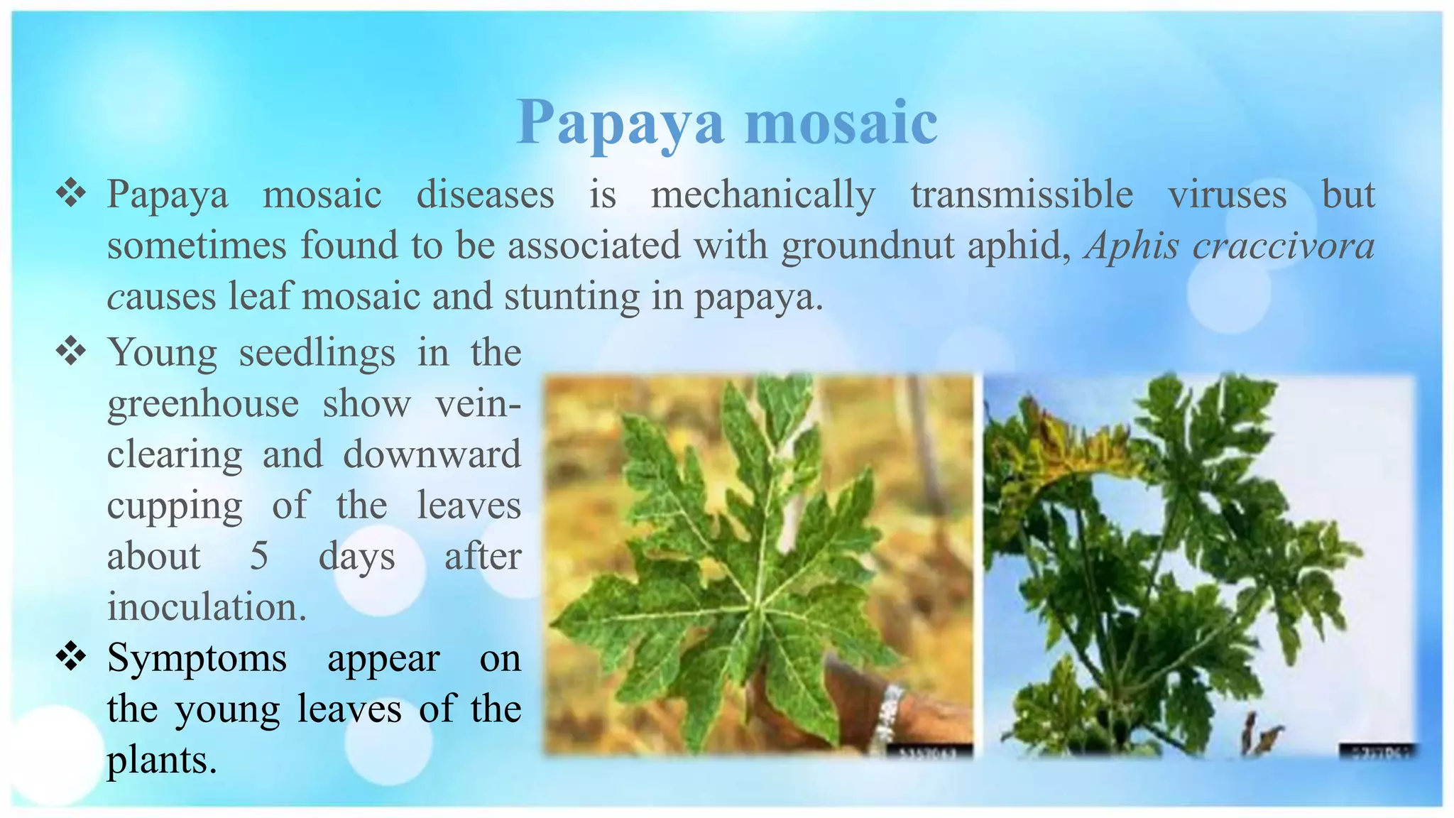 Insect Vector of Plant Viral Diseases | PPTX