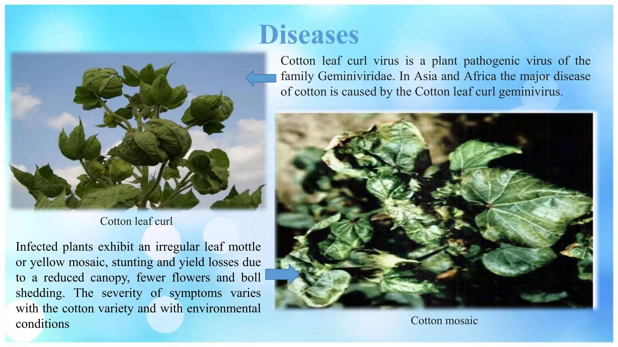 Insect Vector of Plant Viral Diseases | PPTX