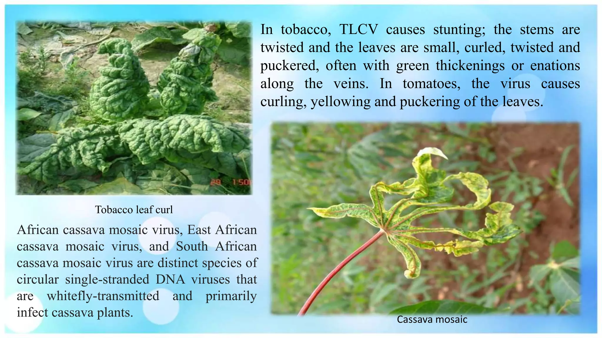 Insect Vector of Plant Viral Diseases | PPTX