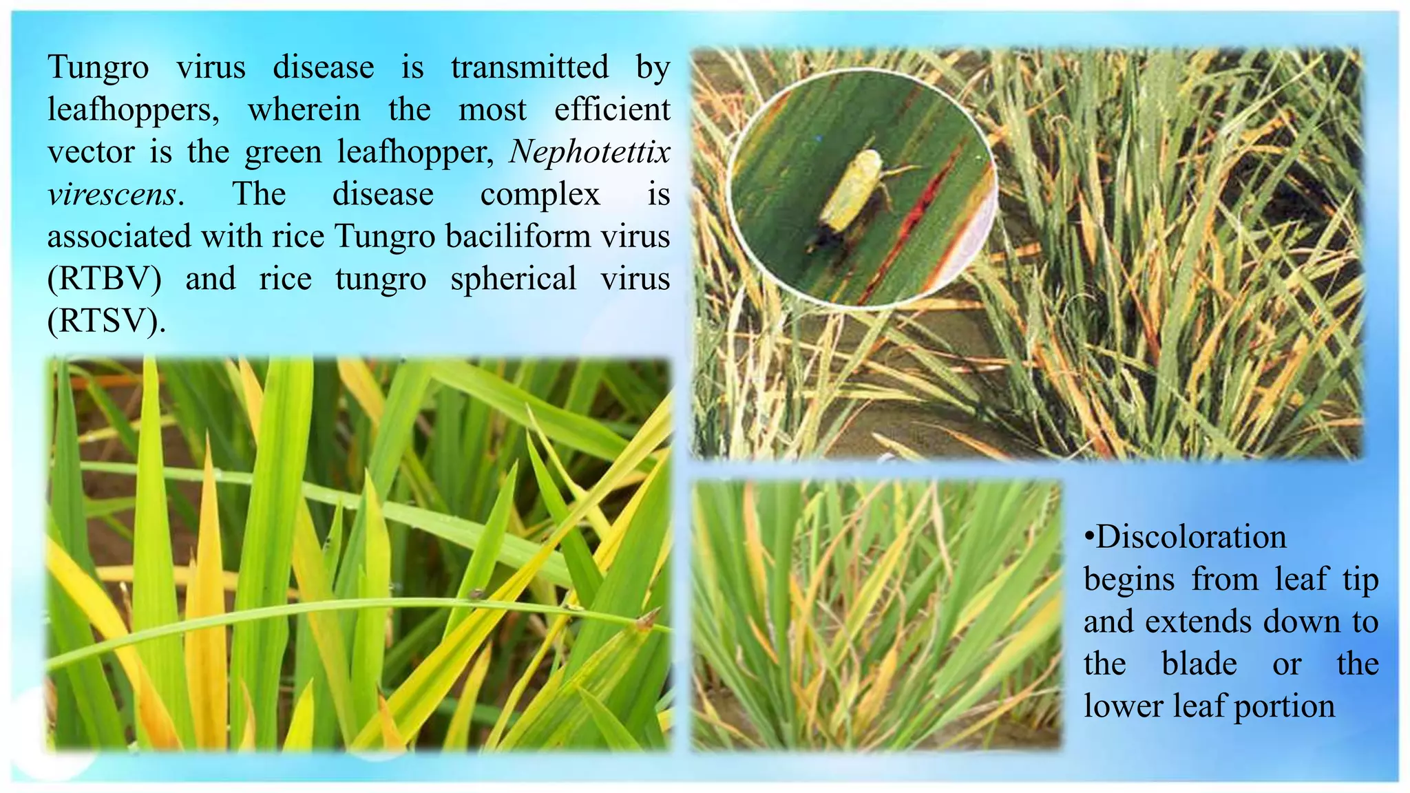 Insect Vector of Plant Viral Diseases | PPTX