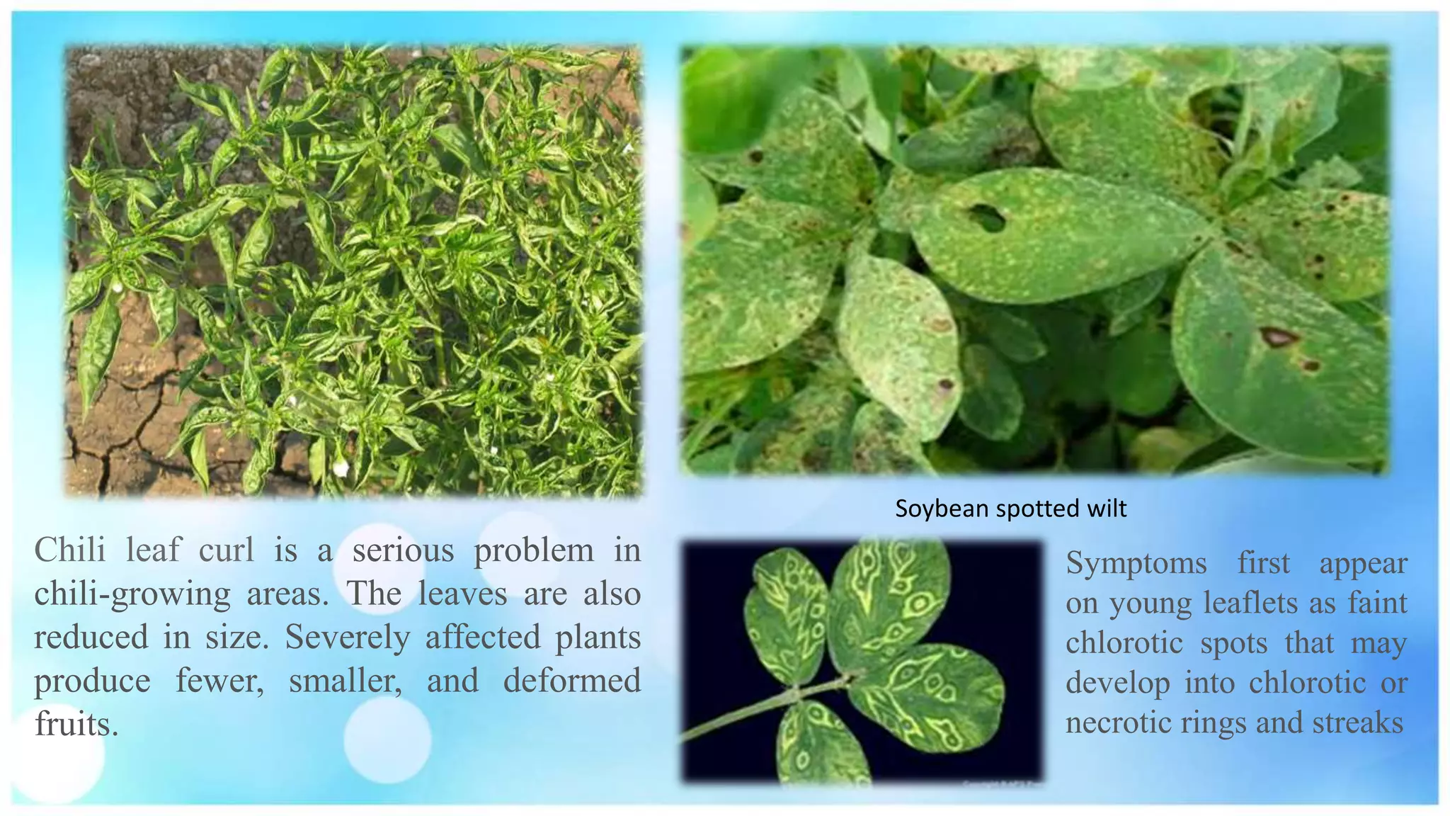 Insect Vector of Plant Viral Diseases | PPTX
