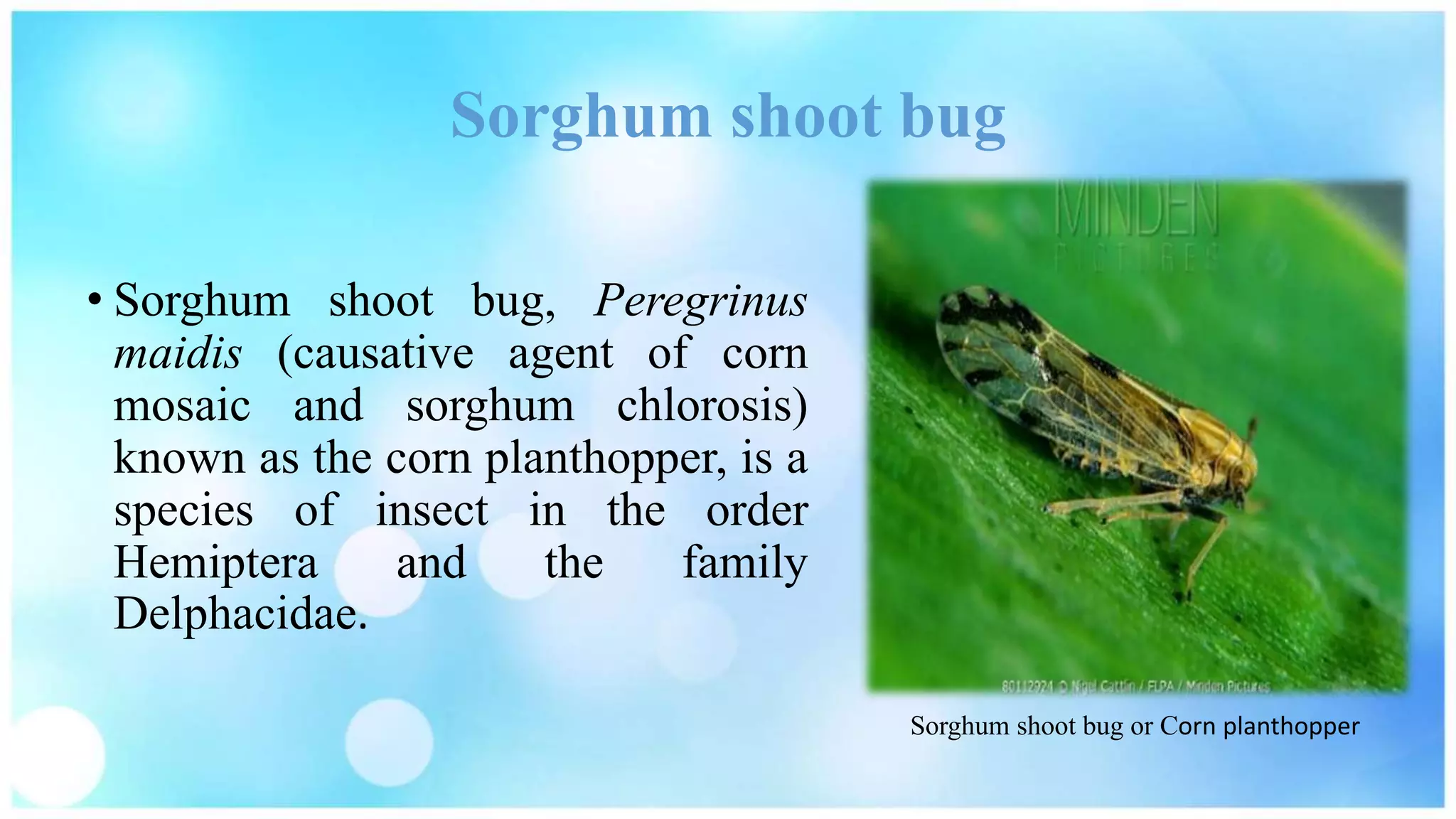 Insect Vector of Plant Viral Diseases | PPTX