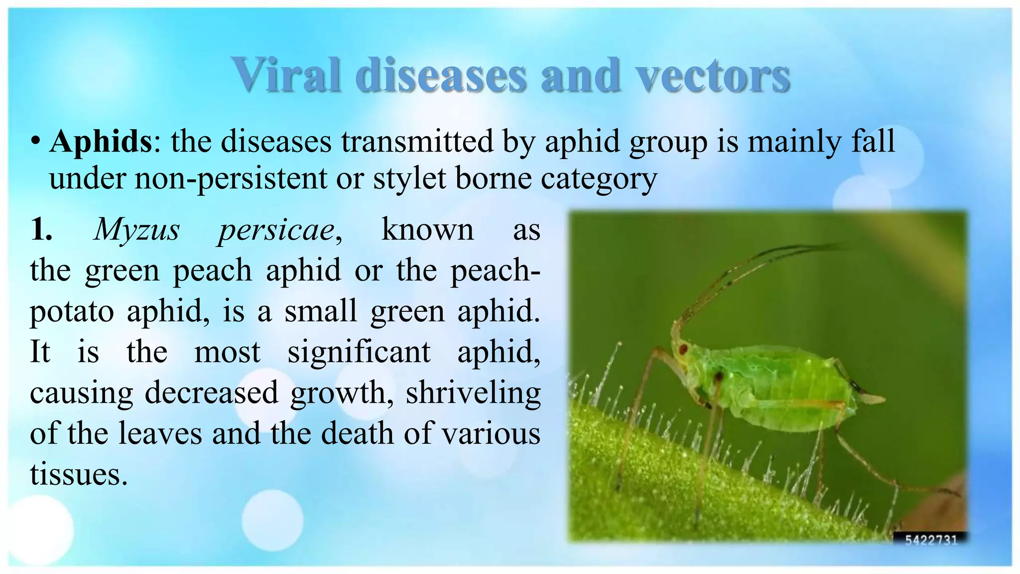 Insect Vector of Plant Viral Diseases | PPTX