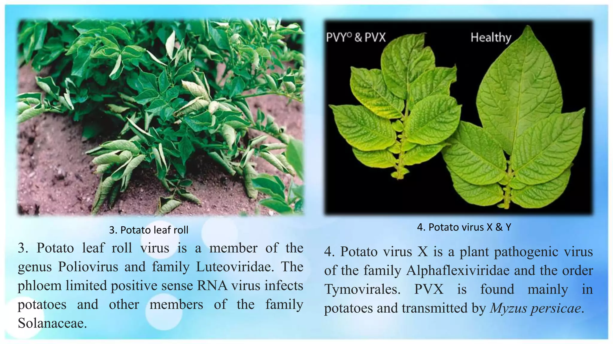 Insect Vector of Plant Viral Diseases | PPTX