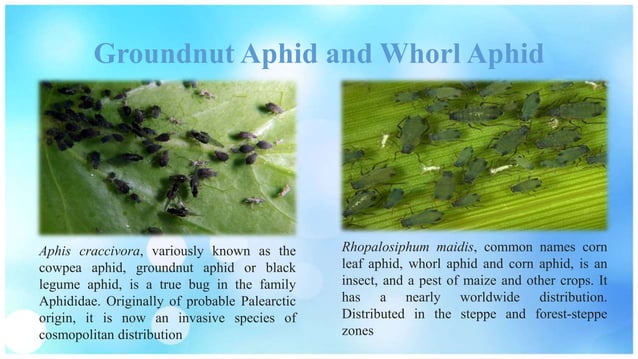 Insect Vector of Plant Viral Diseases | PPTX