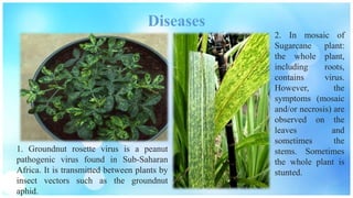 Insect Vector of Plant Viral Diseases | PPTX