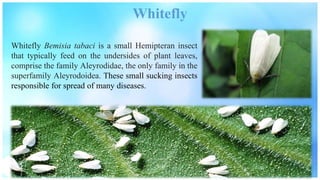 Insect Vector of Plant Viral Diseases | PPTX