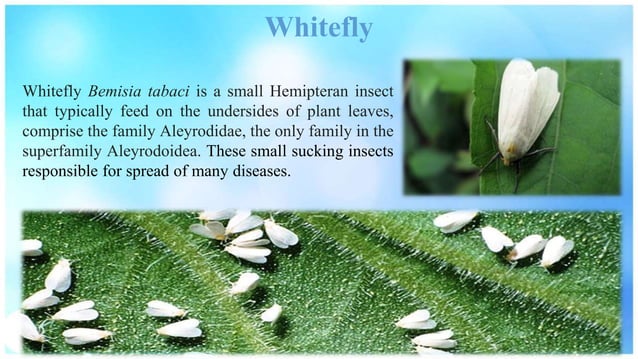 Insect Vector of Plant Viral Diseases | PPTX