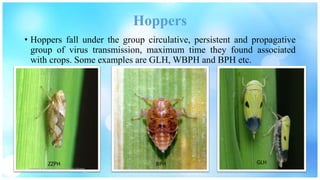 Insect Vector of Plant Viral Diseases | PPTX
