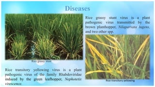 Insect Vector of Plant Viral Diseases | PPTX