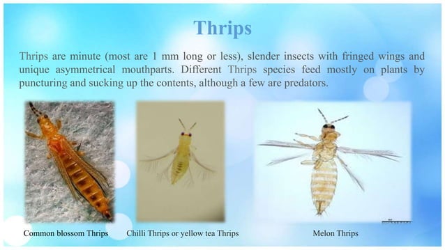 Insect Vector of Plant Viral Diseases | PPTX