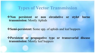 Insect Vector of Plant Viral Diseases | PPTX