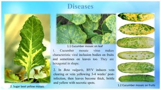 Insect Vector of Plant Viral Diseases | PPTX