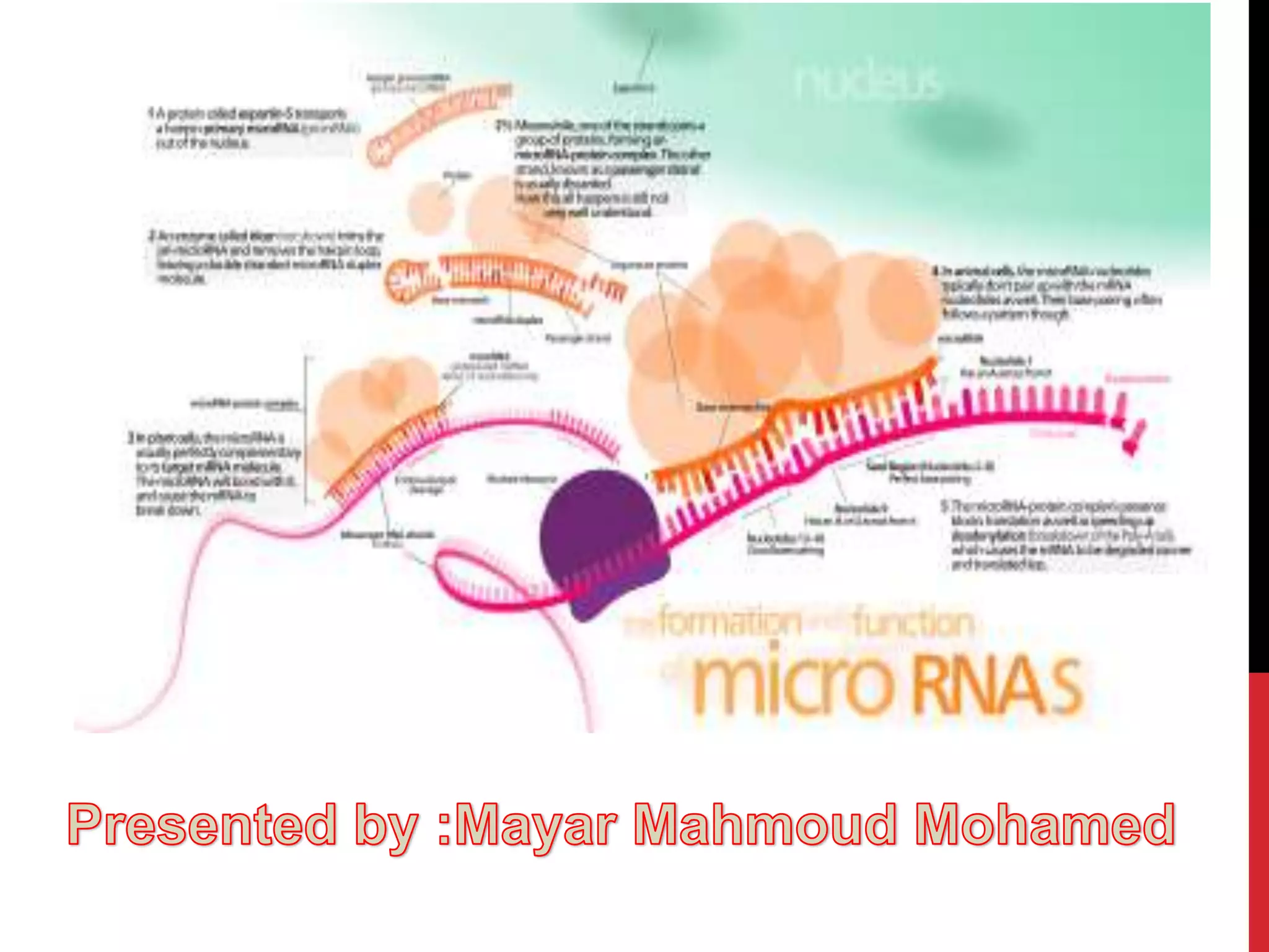 micro RNA | PPTX