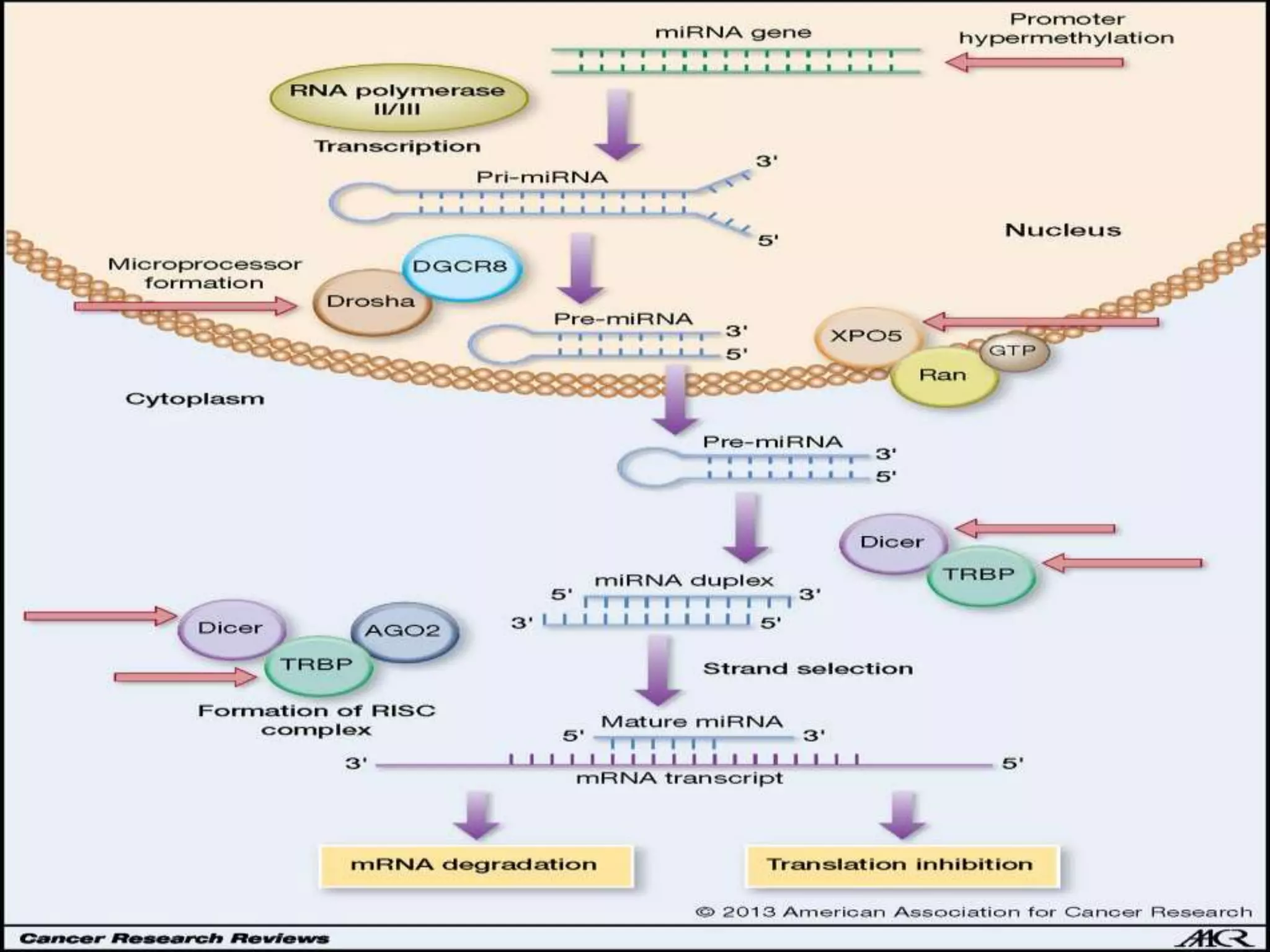 micro RNA | PPTX