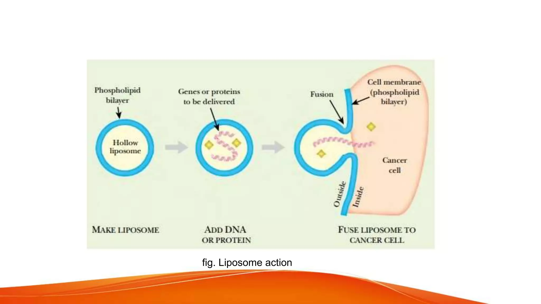 liposome mediated gene delivery | PPTX
