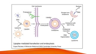 liposome mediated gene delivery | PPT