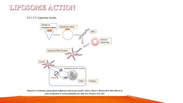 liposome mediated gene delivery | PPTX | Biological Sciences | Science