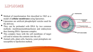 liposome mediated gene delivery | PPT