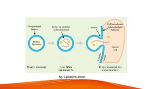 liposome mediated gene delivery | PPT
