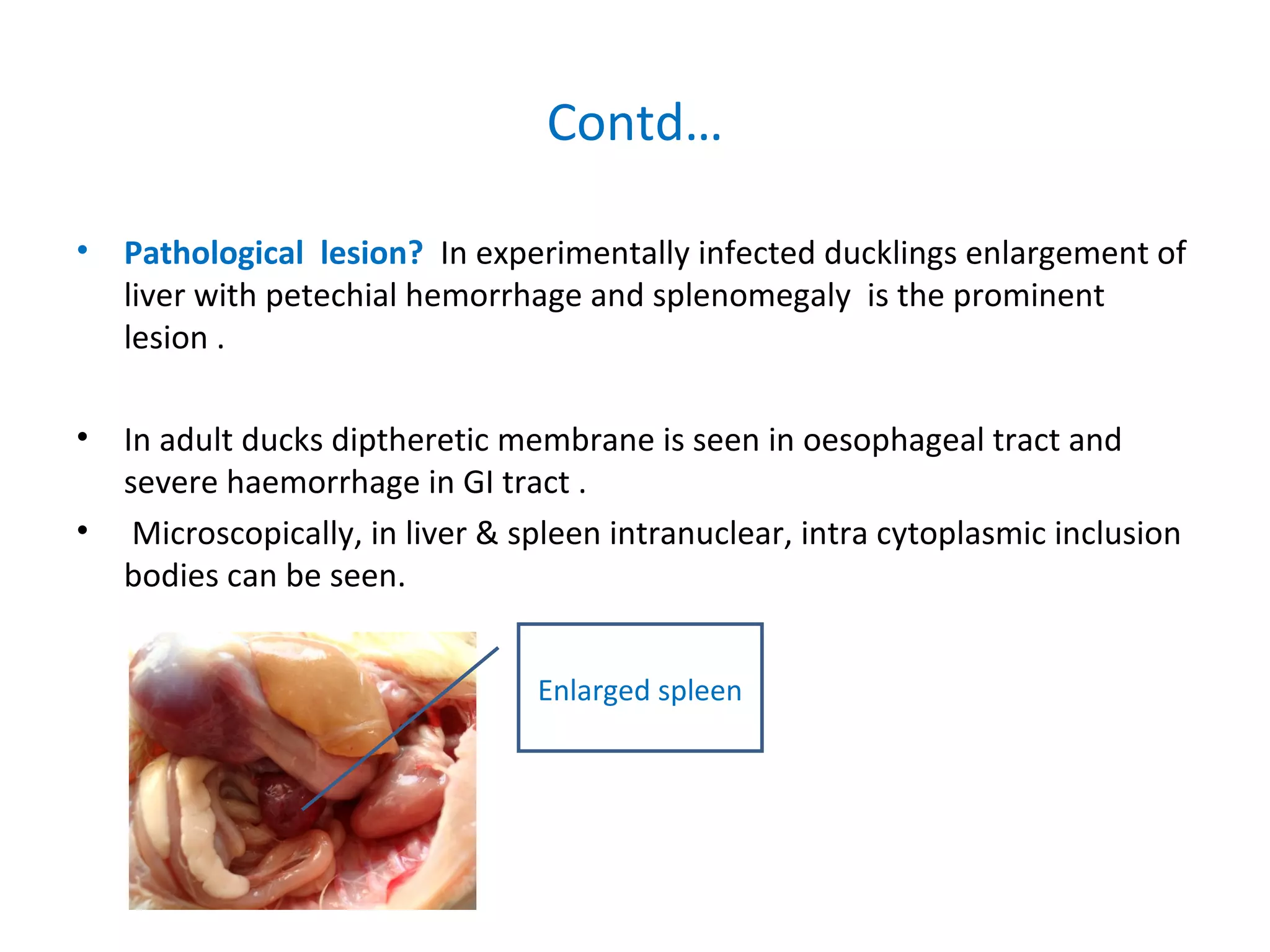 Duck plague a glance/ Duck viral enteritis | PPT