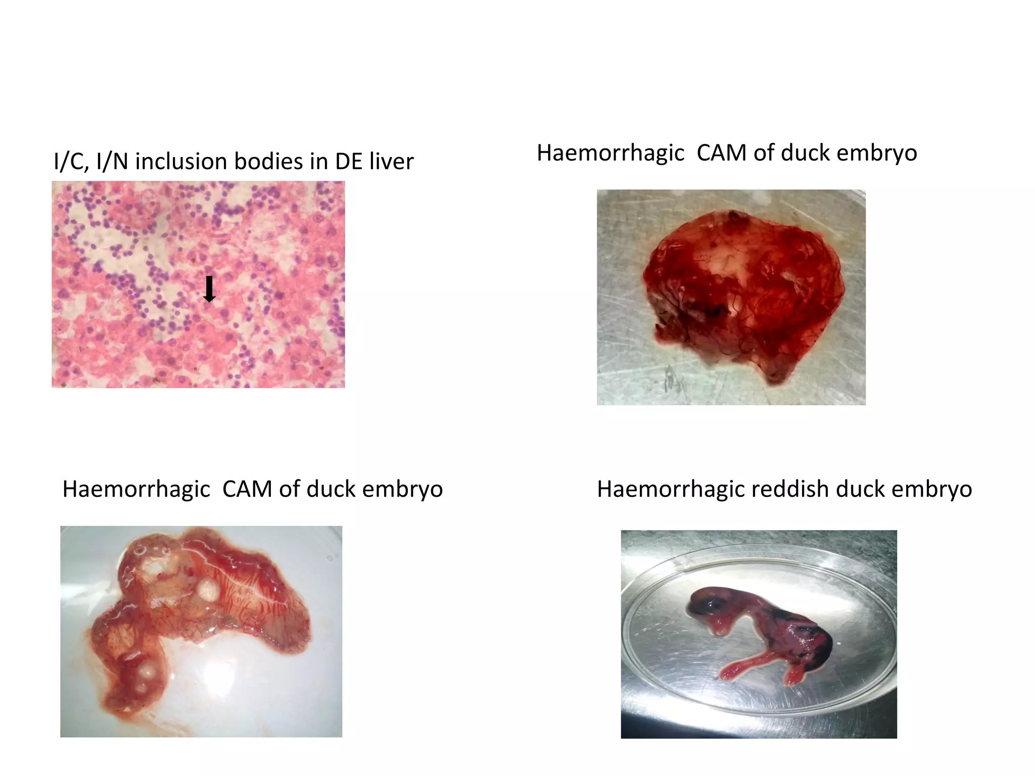 Duck plague a glance/ Duck viral enteritis | PPT