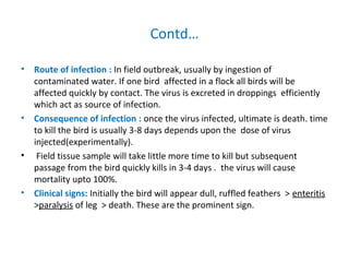 Duck plague a glance/ Duck viral enteritis | PPT