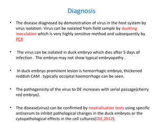 Duck plague a glance/ Duck viral enteritis | PPT