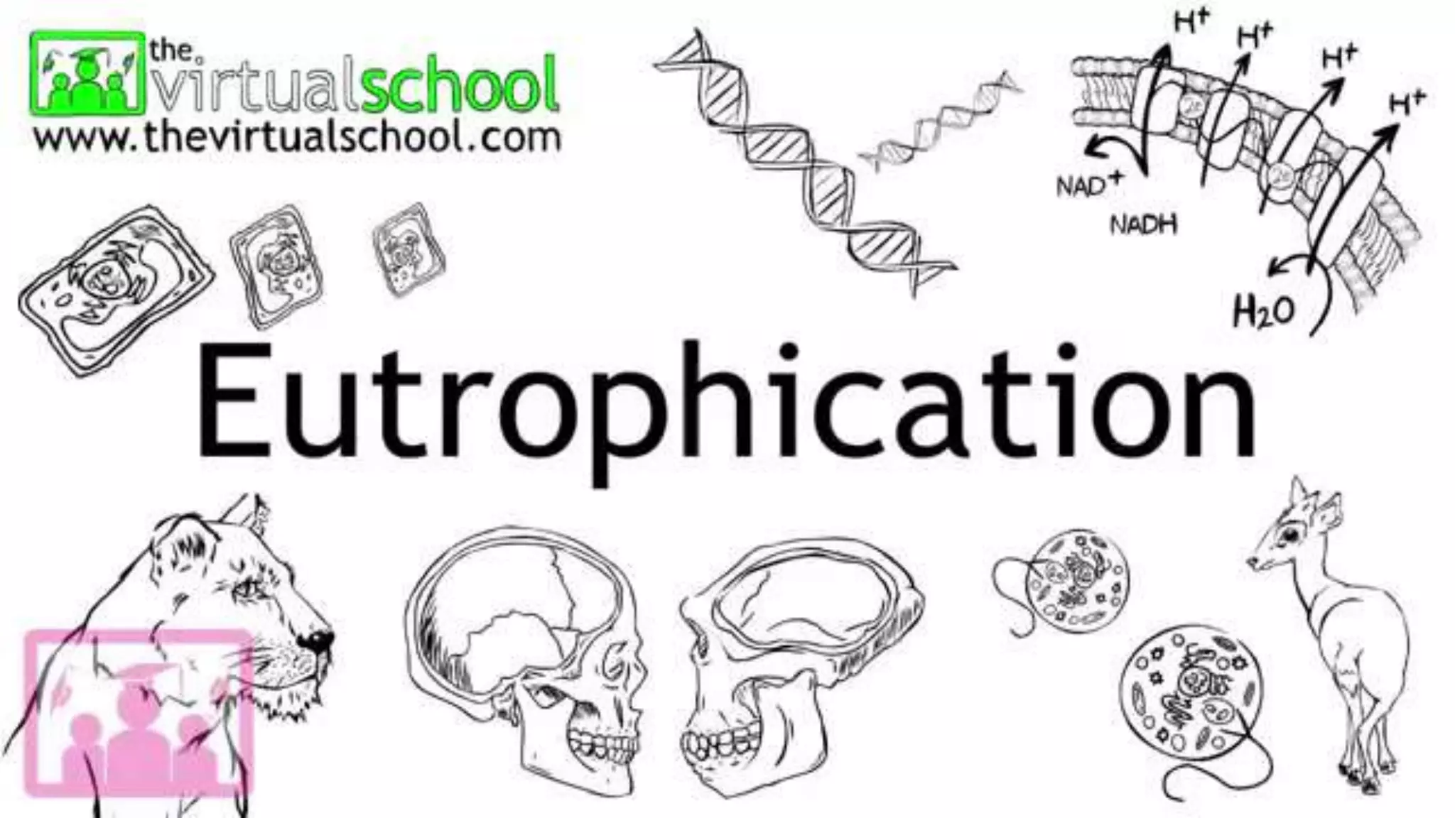 Microbial Dynamics in Eutrophication | PPT
