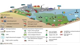 Microbial Dynamics in Eutrophication | PPT