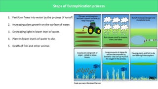 Microbial Dynamics in Eutrophication | PPT
