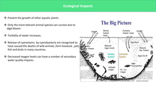 Microbial Dynamics in Eutrophication | PPT