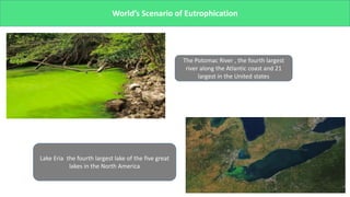 Microbial Dynamics in Eutrophication | PPT