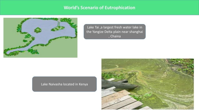 Microbial Dynamics in Eutrophication | PPT