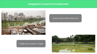 Microbial Dynamics in Eutrophication | PPT